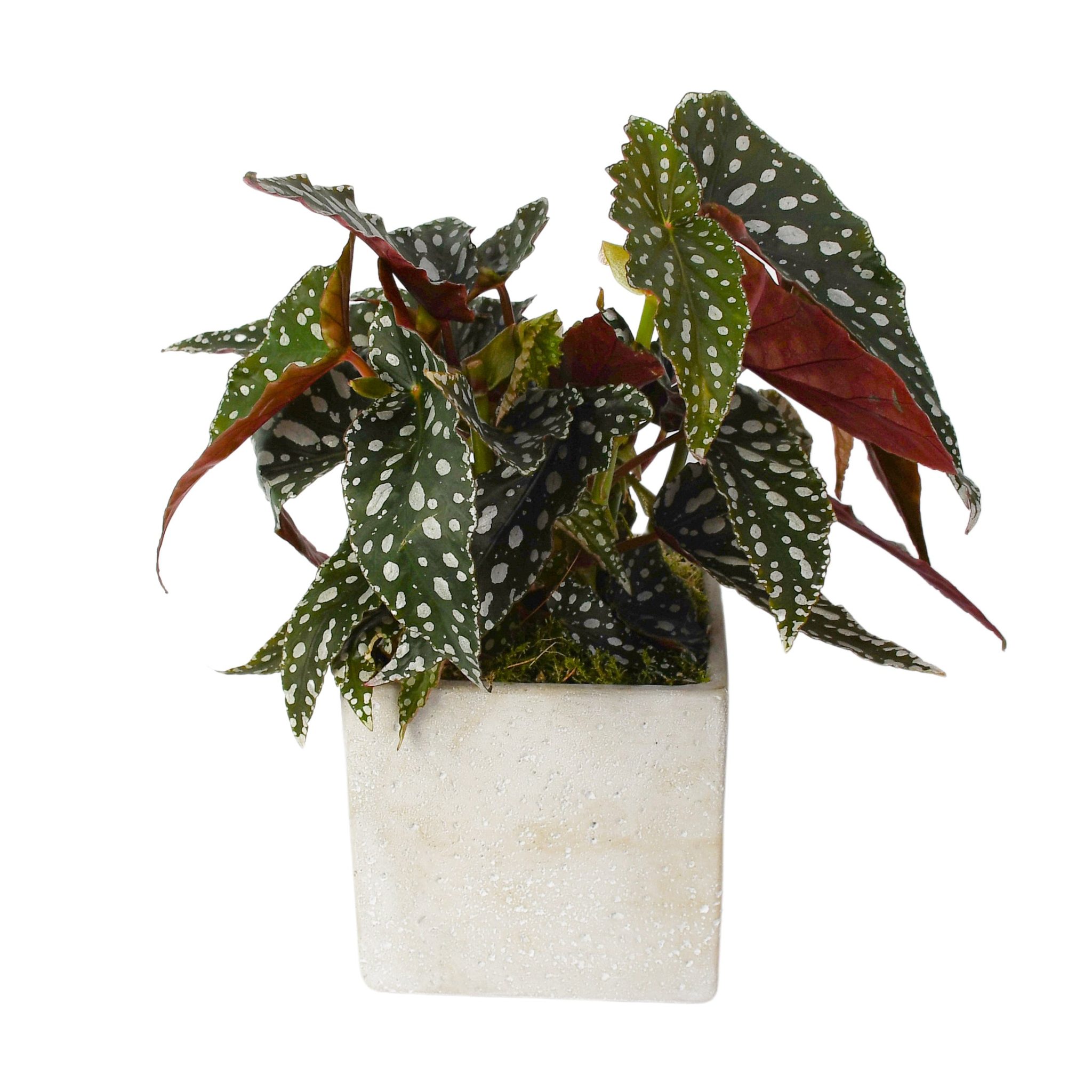 M&S, Tesco or Waitrose House Plants by Post? Best Indoor Houseplants ...