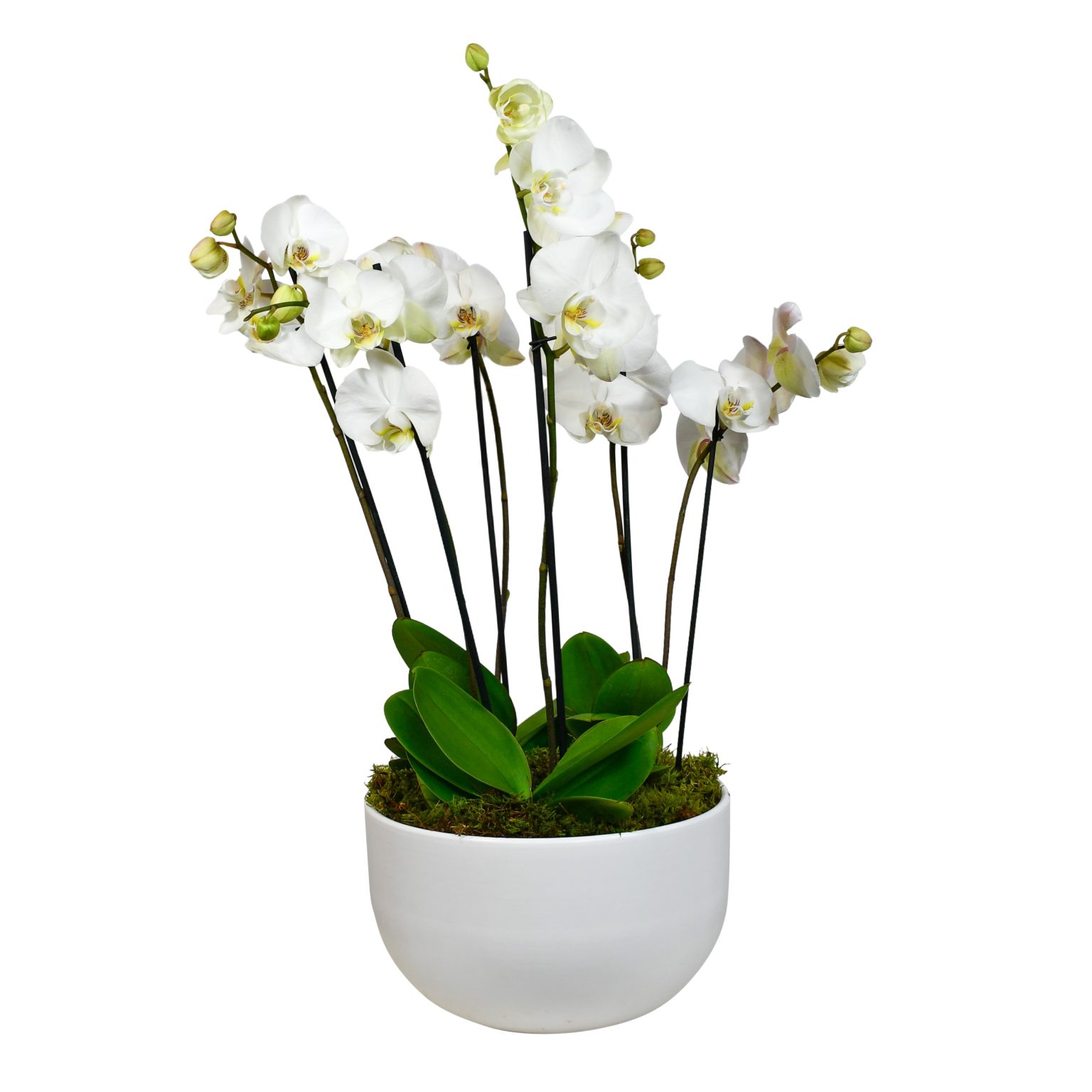 M&S, Tesco or Waitrose House Plants by Post? Best Indoor Houseplants ...